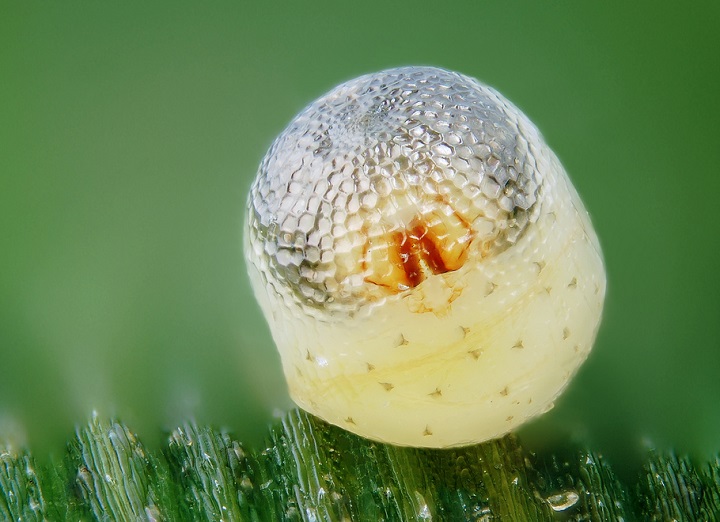 Butterfly Eggs • Insteading